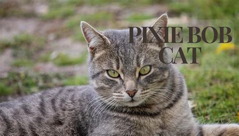 Pixie Bob Cat