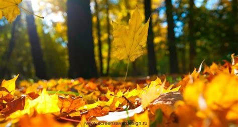 Анимированные обои на рабочий стол для Windows