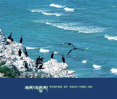 青海湖 鸟岛摄影图片青海湖 鸟岛风光摄影 卡卡的足迹 太平洋电脑网摄影部落
