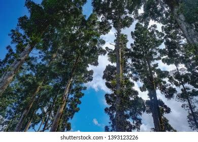 Tree Shillouette Images Stock Photos Vectors Shutterstock