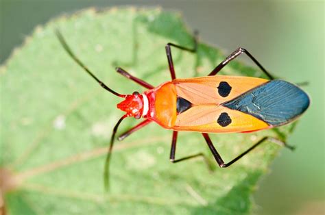 Dysdercus Cingulatus Alchetron The Free Social Encyclopedia