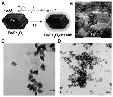 Nanoparticle Synthesis A Coreshell Ironiron Oxide Nanoparticles