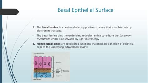 Basal Lamina Histology