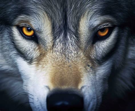 Eyes Of A Wild Wolf Generative AI Stock Photo At Vecteezy