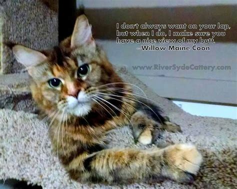 Maine Coon Memes Img Extra