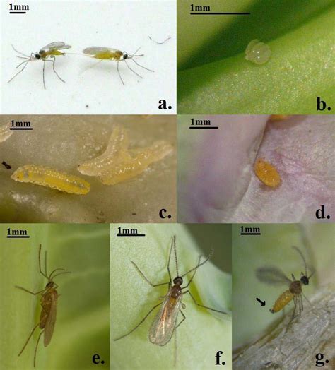 Midge Life Cycle