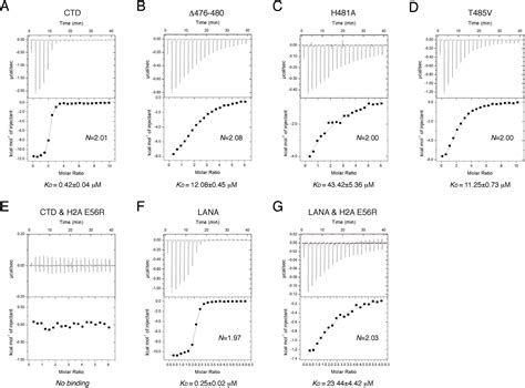 Human Cytomegalovirus IE1 Protein Alters The Higher Order Chromatin