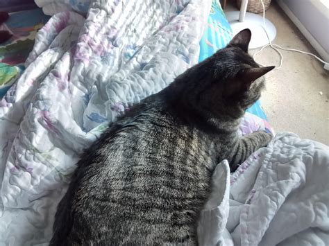 Barney In The Sun Rchoochoo21