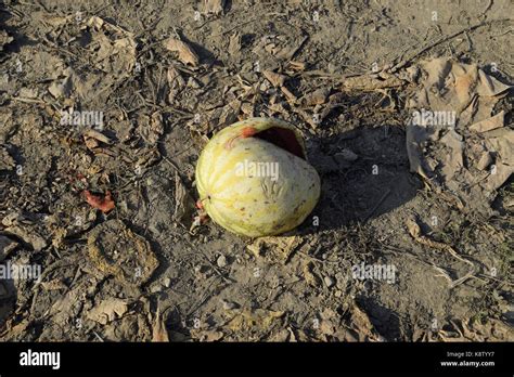Chopped Old Rotten Watermelon An Abandoned Field Of Watermelons And