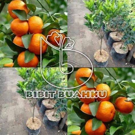 Jual Bibit Jeruk Santang Madu Jeruk Mini Jeruk Manis Bibit Buahku
