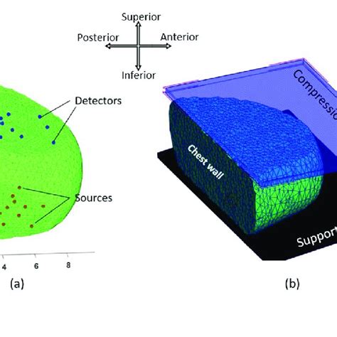 A The Finite Element Mesh Used For Hemodynamic Computations And