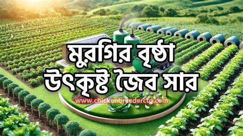 মুরগির বিষ্ঠা উৎকৃষ্ট মানের জৈব সার দেশি মুরগি ব্রিডার চট্টগ্রাম