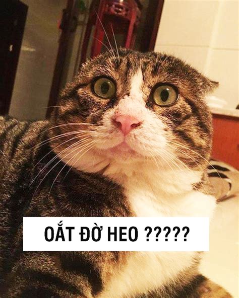 Chia sẻ hơn 94 về hình nền con mèo bựa mới nhất coedo vn