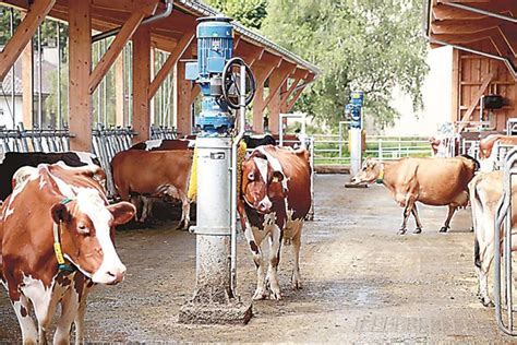 Млечни продукти с лабораторно произведено мляко вече са на американския