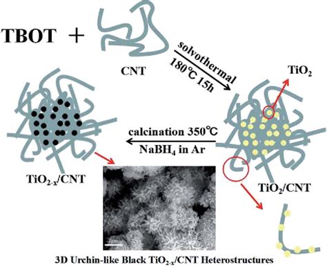 Figure 5 From 3d Urchin Like Black Tio2−xcarbon Nanotube Heterostructures As Efficient Visible