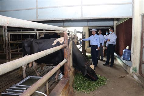 ဒုတိယဝန်ကြီး ဒေါက်တာအောင်ကြီး စိုက်ပျိုးရေးမွေးမြူရေးလုပ်ငန်းများ ကြည့်ရှုစစ်ဆေး Myanmar