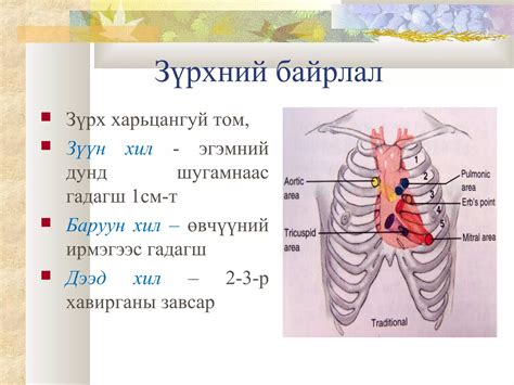 зүрх судас цусны онцлог Ppt