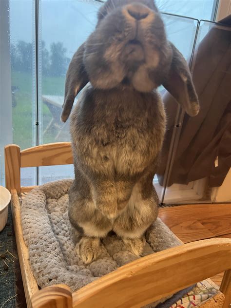 Bunnies Standing Up