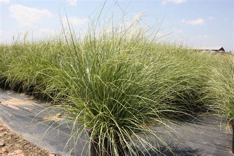 Miscanthus Sinensis Adagio Creekside Nursery