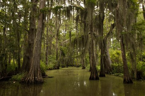 A Swamp In Louisiana OC 2999x1999 R EarthPorn