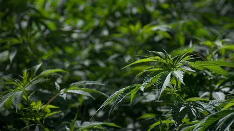 Regulación De La Marihuana En México Guía Completa Para Entender Qué