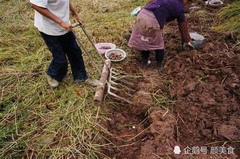 农地里的地栗很多人都爱吃却很少人认识你猜得到算我输 荸荠 马蹄 钱葱 新浪新闻