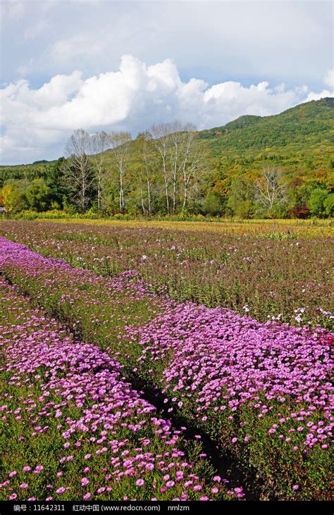 长白山林区秋山花田高清图片下载 红动中国