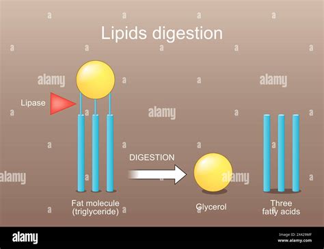 Triglyceride Hydrolysis