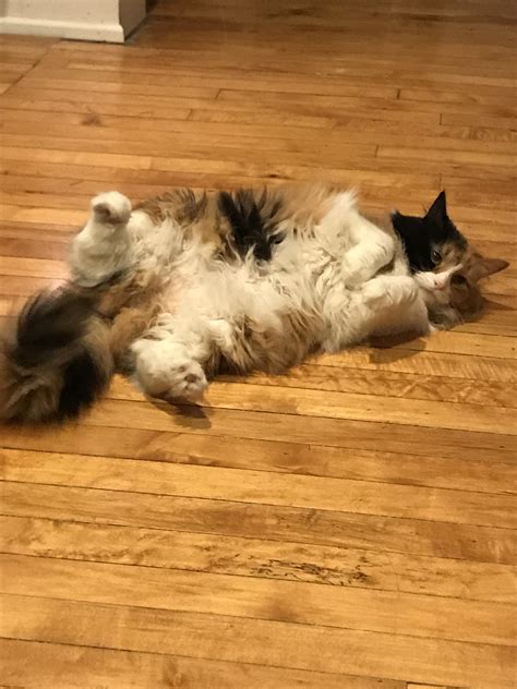 How She Begs For Attention Rsupermodelcats