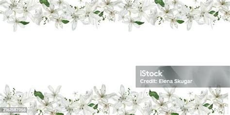 잎과 새싹이 있는 아름 다운 흰 백합 식물 그림입니다 프레임 수평 템플릿 텍스트 공백 수채화 손으로 그린 그림 배경에서 격리 공휴일에 대한 스톡 벡터 아트 및 기타 이미지