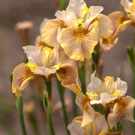 Iris Sibirica Ginger Twist