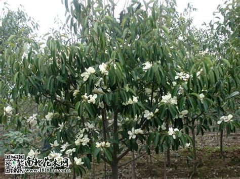 金叶含笑图片简介 花乡人文 南北花木网