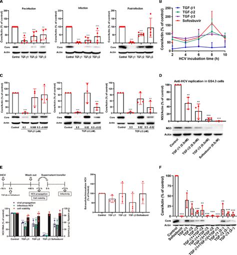 Tgf‐β Isoforms Inhibit Hcv At Distinct Stages In The Hcv Life Cycle And