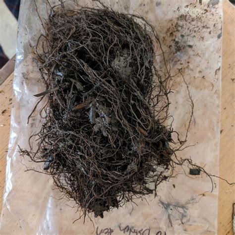 10 Ostrich Fern Bare Root Fiddlehead Matteuccia Struthiopteris Perennial Wildflower Transplant