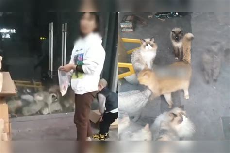 猫咖20余只猫被锁店里饿到自相残杀，拍摄者：顶着臭味隔门缝投喂