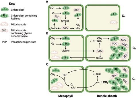 Cellular Distribution And Anatomical Differences Of The Carboxylation Download Scientific
