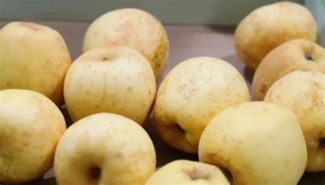 澎湃好物·美食溯源 “咔嚓”一口，甜到心坎，吃过会爱上冬季苹果生活方式澎湃新闻 The Paper
