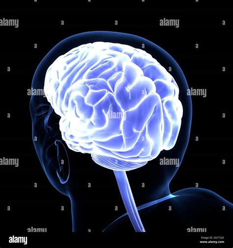 El órgano Central Del Sistema Nervioso Humano Anatomía Del Cerebro