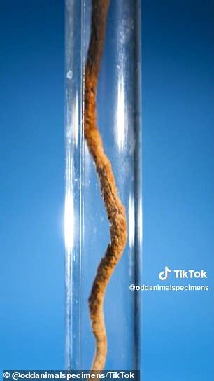Revolting Video Shows Caterpillar Infected By Zombie Fungus From The