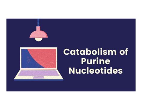 Catabolism Of Purine Nucleotides Hyperuricemia Gout Ppt