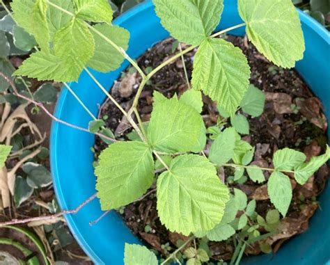 Why Are There Brown Spots On My European Red Raspberry 🍪
