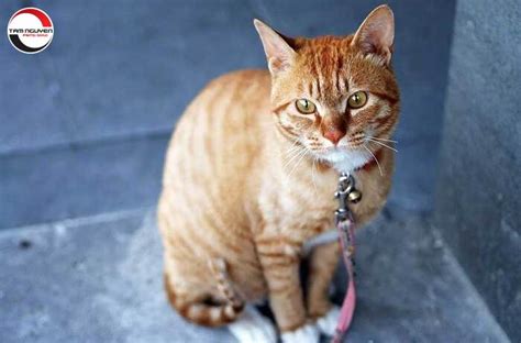 ﻿mèo Vào Nhà Là điềm Gì Cách Hóa Giải Mèo Hoang Vào Nhà