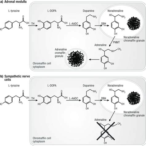 Biosynthesis Of Catecholamines In A Chromaffin Cells Of Adrenal