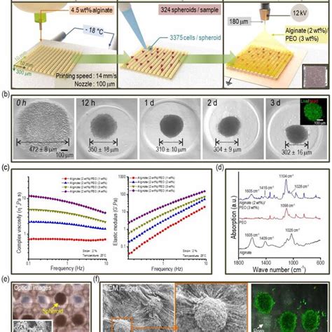 Fabrication Of The Alginate Scaffold To Support Hasc Spheroids A