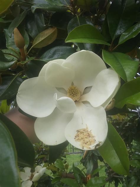 Help Identifying This Tree R Whatsthisplant