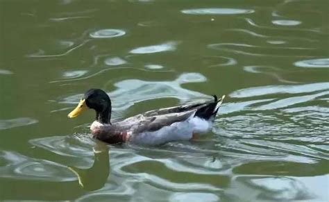 在魚塘裏面養鴨子鴨子長得快又好魚也長得肥 每日頭條