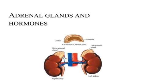 Adrenocortical Hormones Presentationpptx