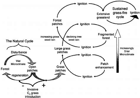 Grass Fire Cycles And Forest Replacement By Invasive C 4 Grasses Download Scientific Diagram