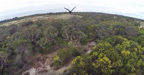 This Eagle Isnt Thrilled About A Drone Flying Overhead And Takes