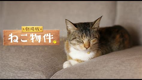 Cat Sharehouse 2022